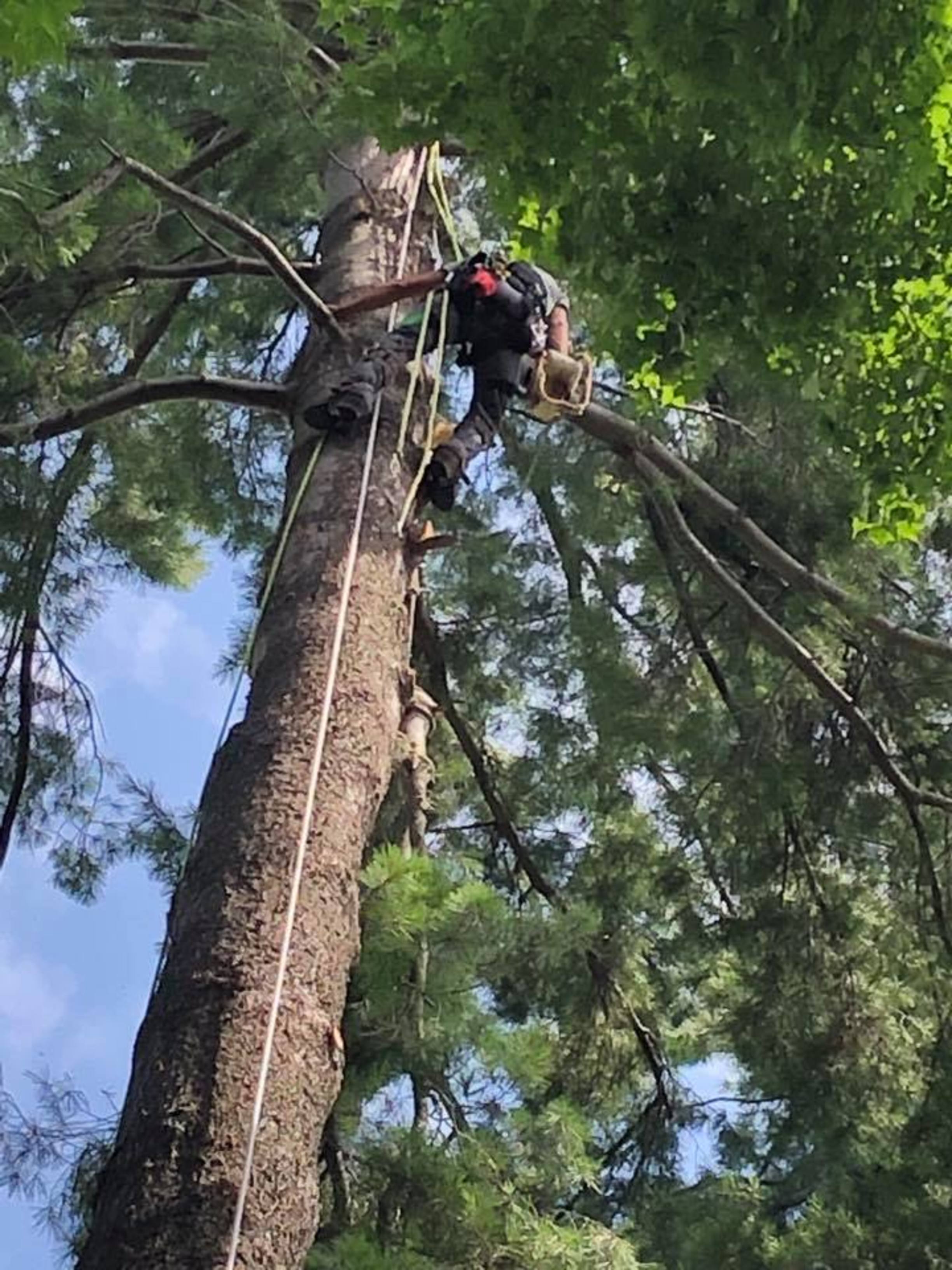 Copeland’s Family Tree Service